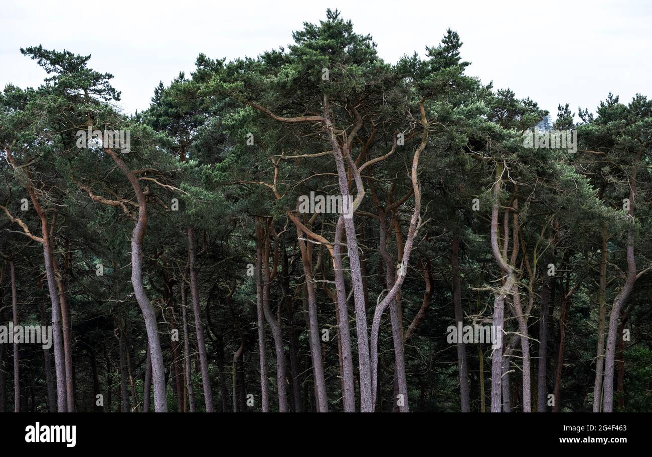 A group of Scotts Pine trees on the skyline of the Lickey Hills, West ...