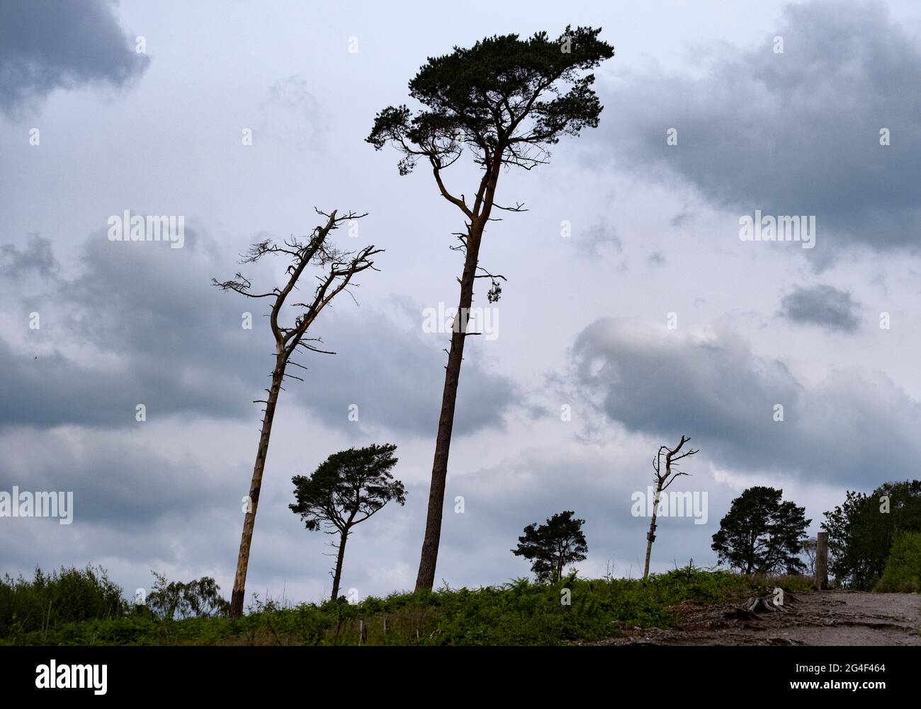 Wind swept trees hi-res stock photography and images - Alamy