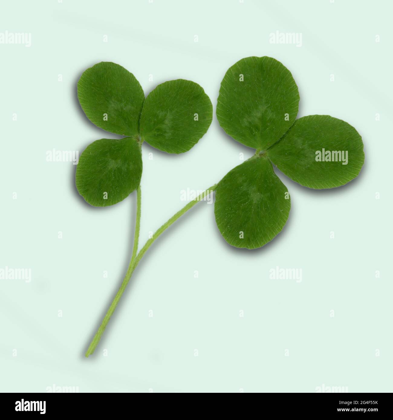 Three leaf clover hi-res stock photography and images - Alamy