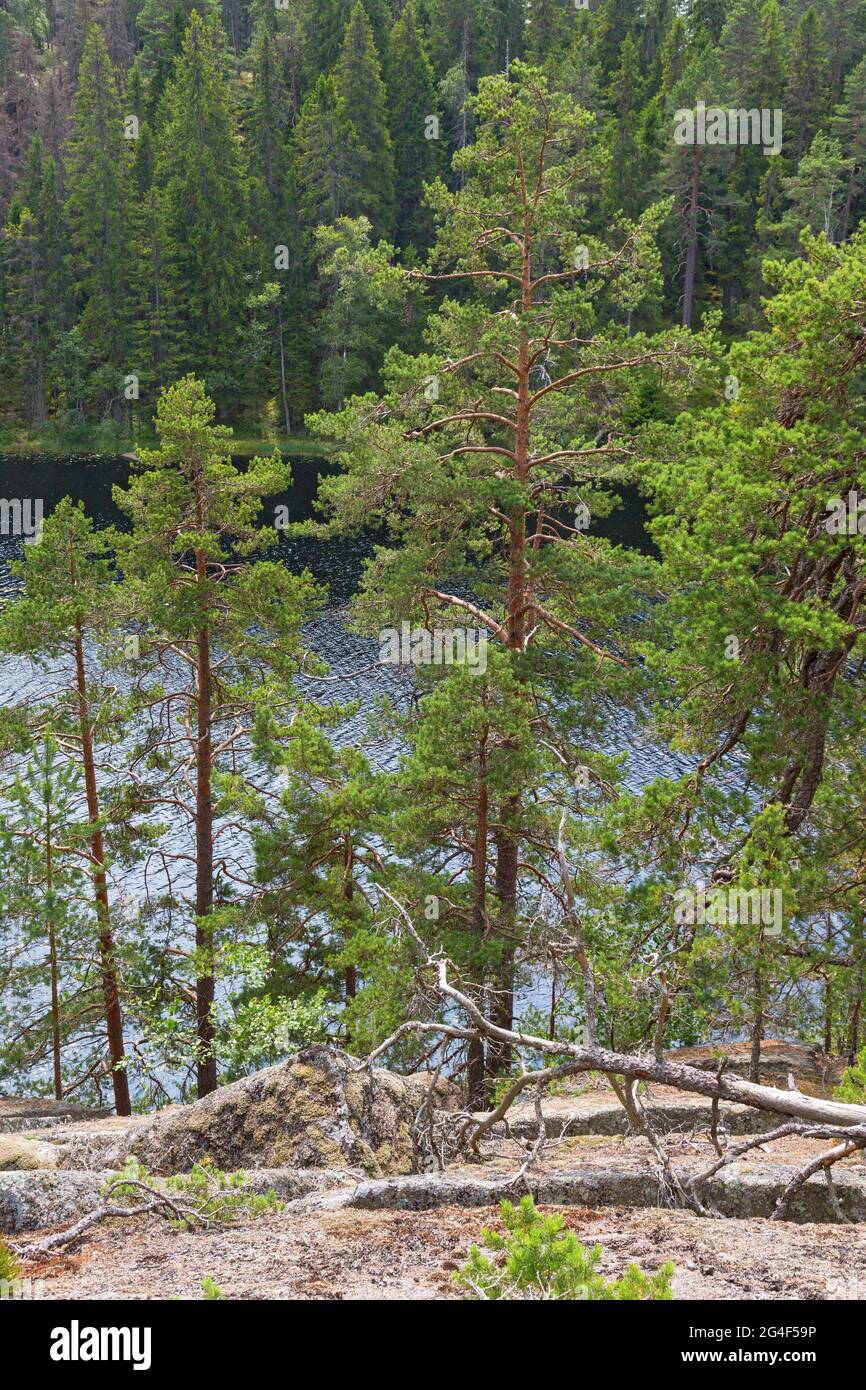 Rock conifer trees old hi-res stock photography and images - Alamy
