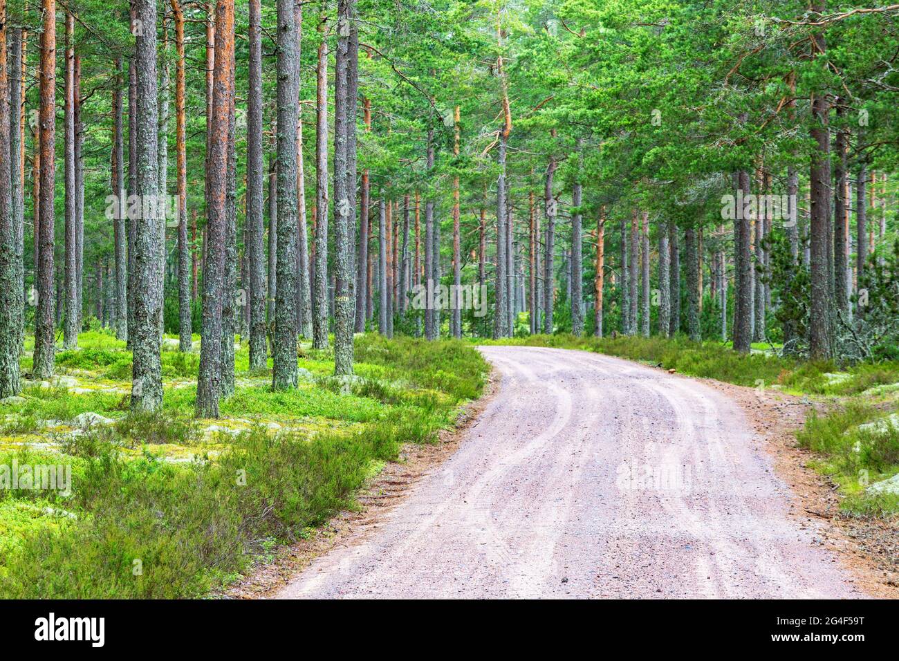 Road through pine forest hi-res stock photography and images - Alamy