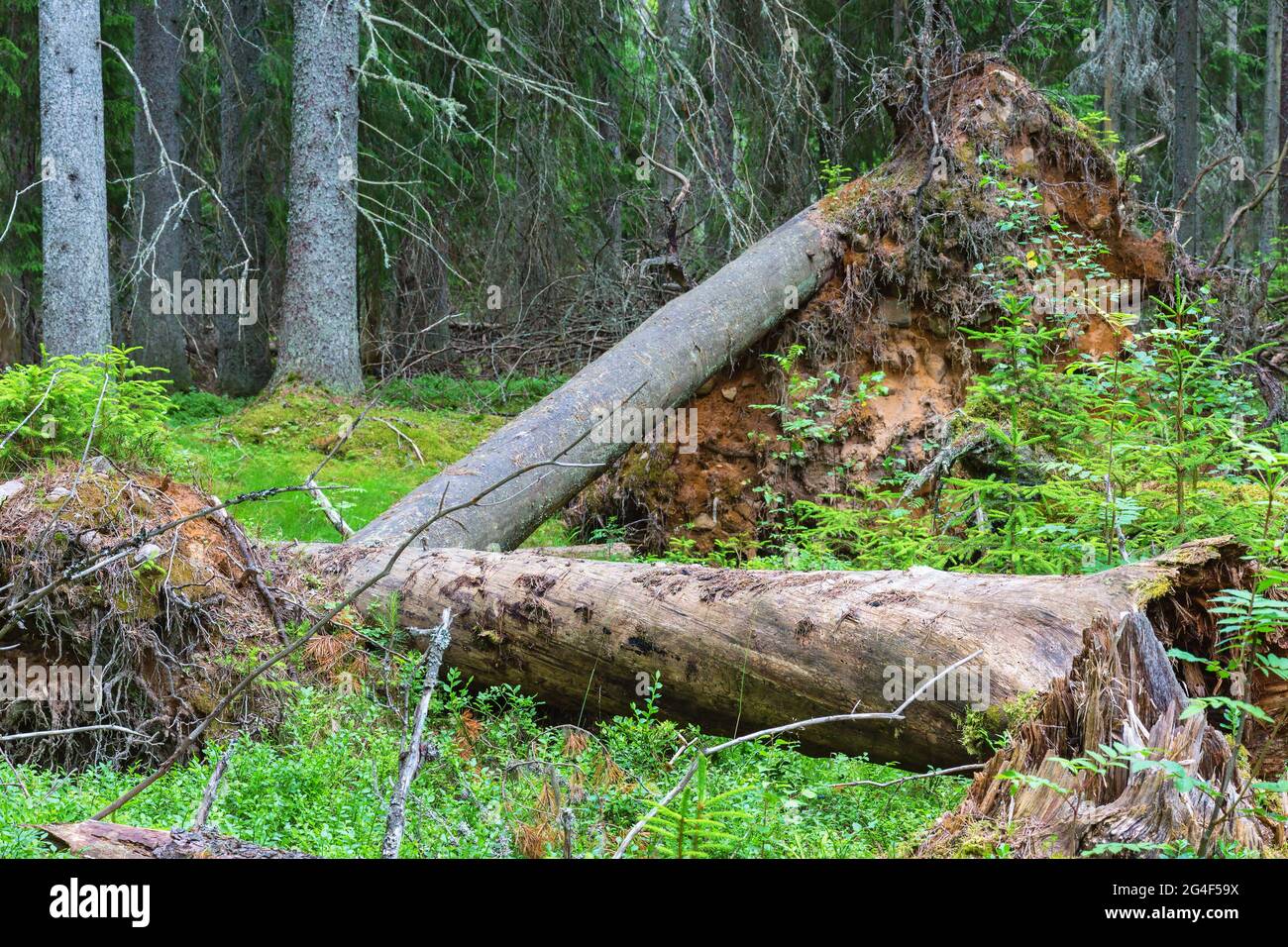 Uprooted tree in a old-growth forest Stock Photo - Alamy