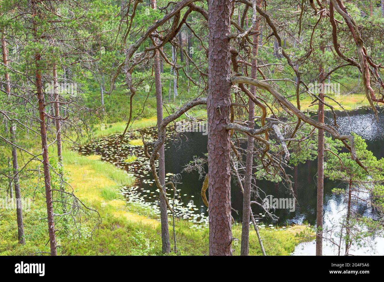 Rock conifer trees old hi-res stock photography and images - Alamy