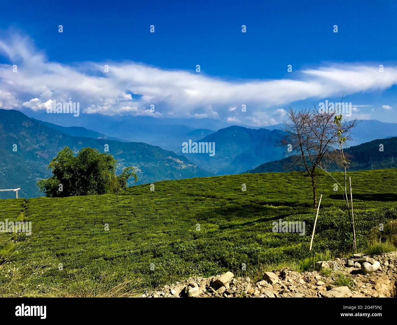 Tokla Tea Estate, Jhapa, Nepal Tea Estate, Nepal, Tea, 48% OFF