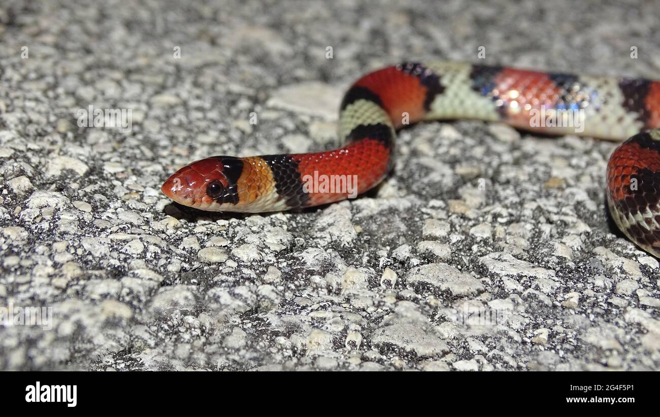 King Snake Coral Snake