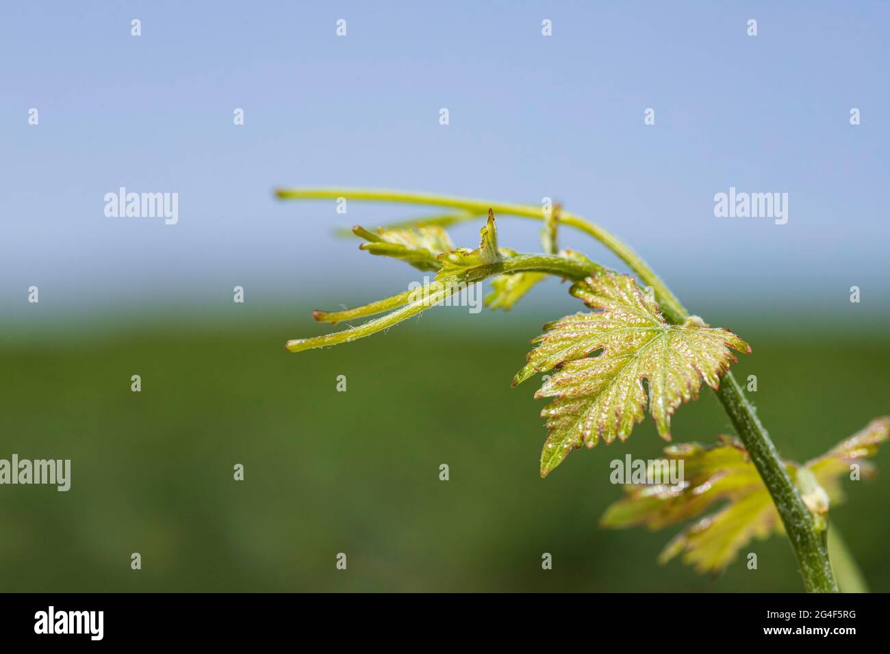 Grape vine shoot close up close up hi-res stock photography and images ...