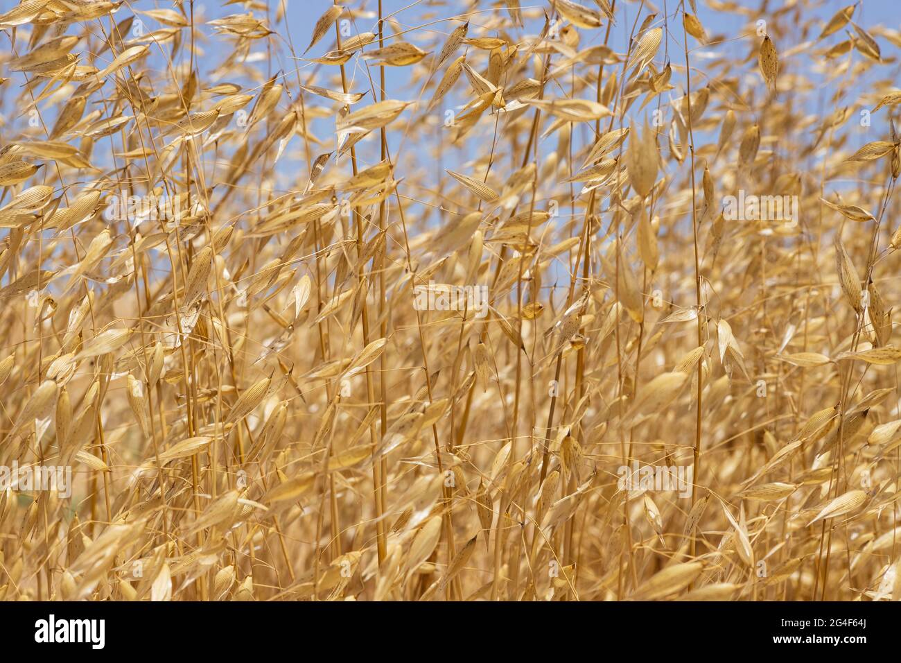 Abstract plant background of dry yellow stalks of grass close up Stock ...