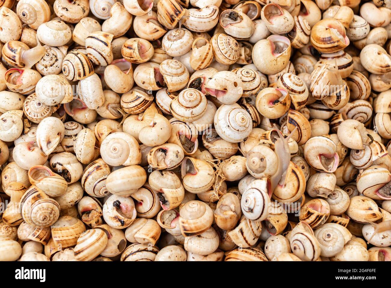 French cuisine snails hi-res stock photography and images - Alamy