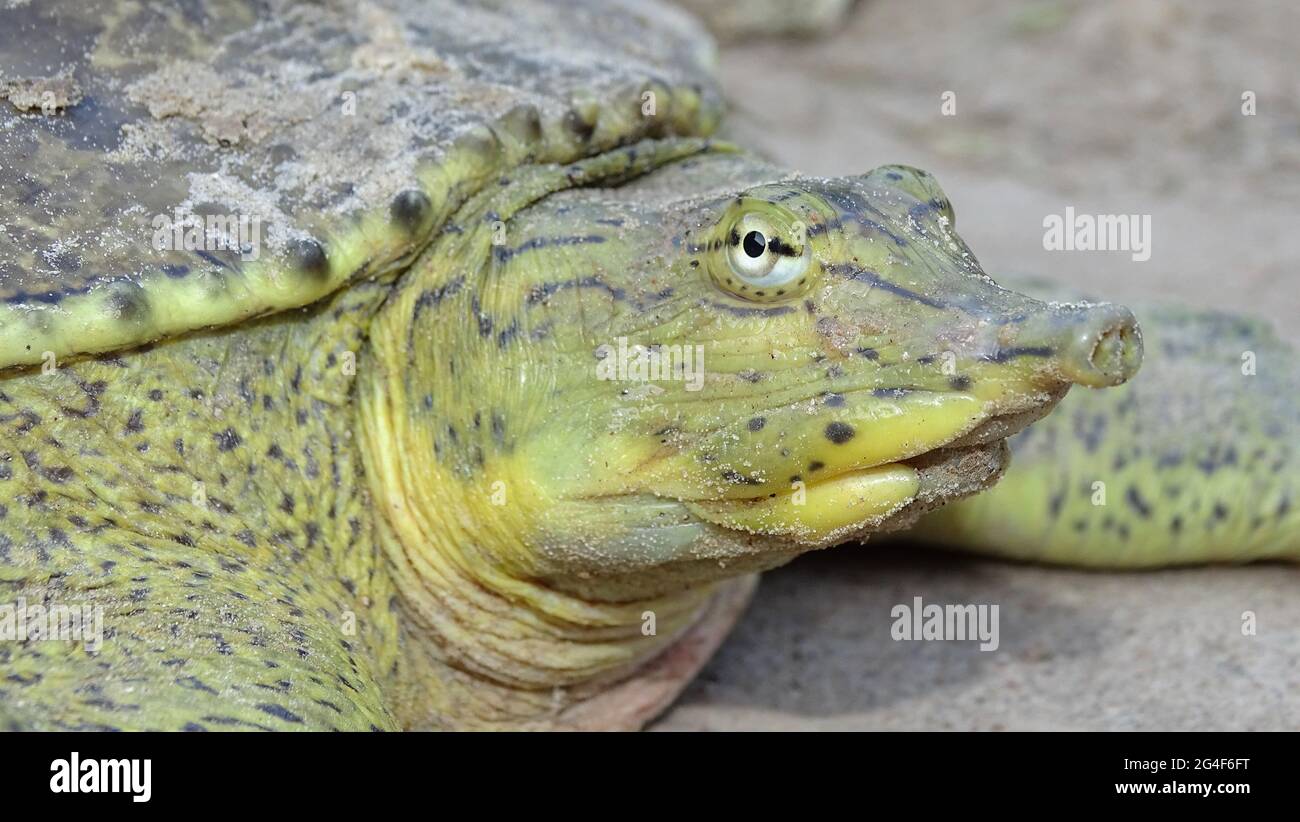 The spiny softshell turtle, Apalone spinifera is a species of softshell ...