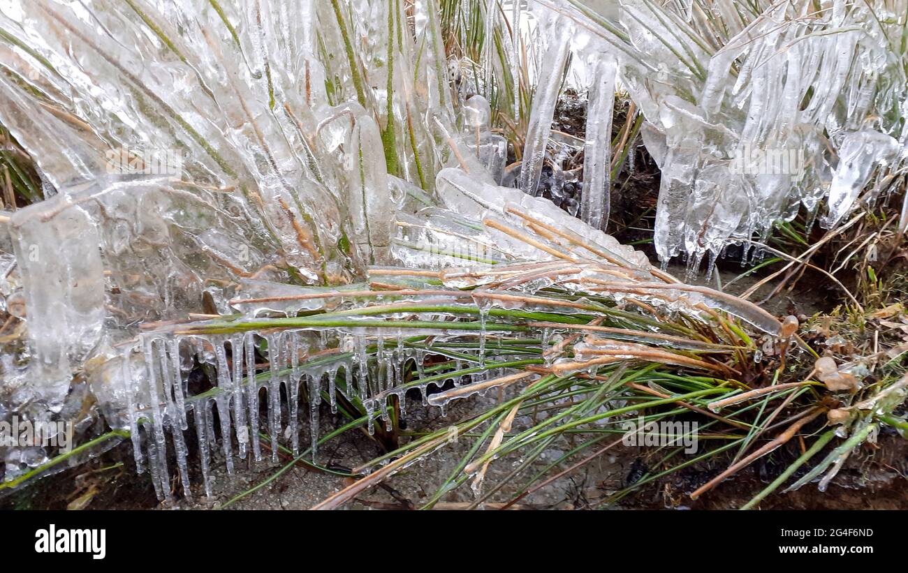 Ice formed on lake side vegetation on the shores of Lake Windermere ...
