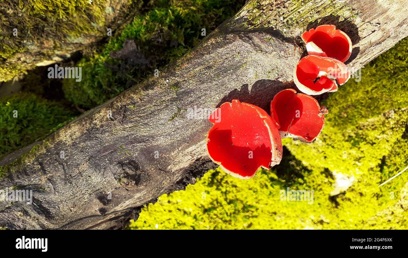 Scarlet elf cups hi-res stock photography and images - Alamy