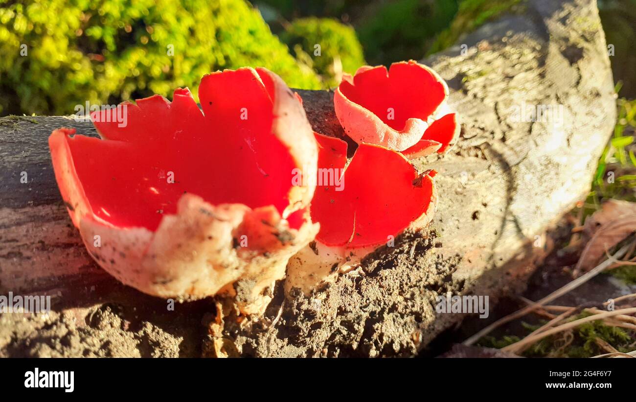 Scarlet Elf cups in Ambleside, Lake District, UK Stock Photo - Alamy