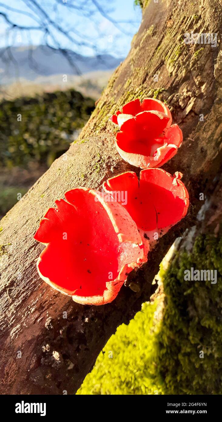 Scarlet Elf cups in Ambleside, Lake District, UK Stock Photo - Alamy