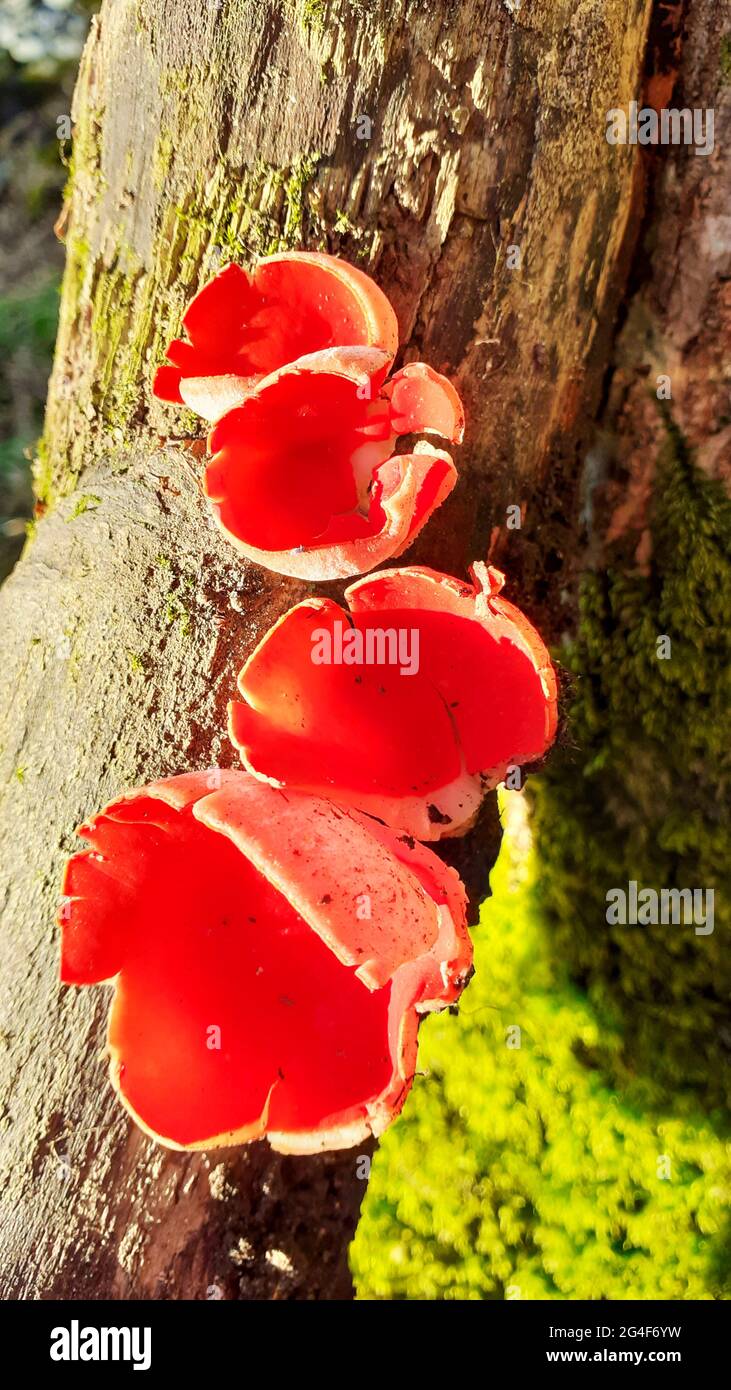 Scarlet elf cups hi-res stock photography and images - Alamy