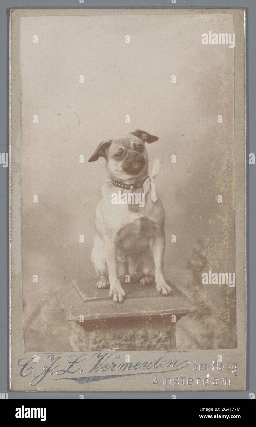 Dog sitting on column Stock Photo - Alamy