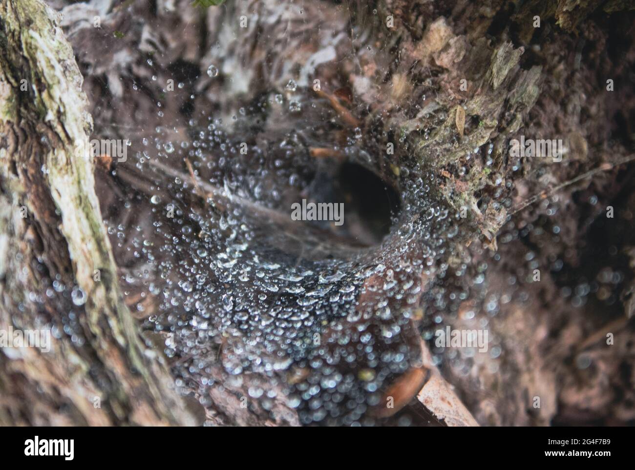 House spider water hi-res stock photography and images - Alamy