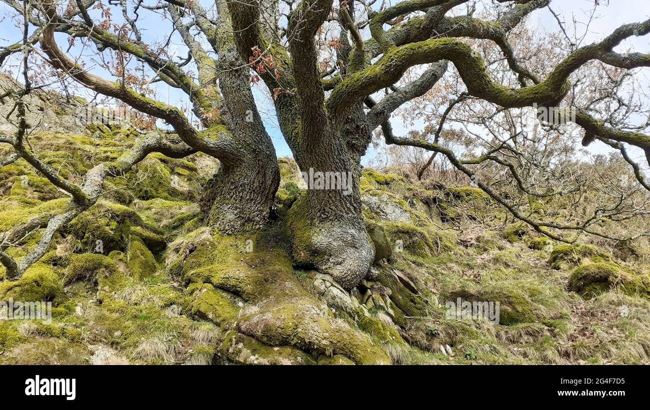 Gnarled oak tree hi-res stock photography and images - Alamy