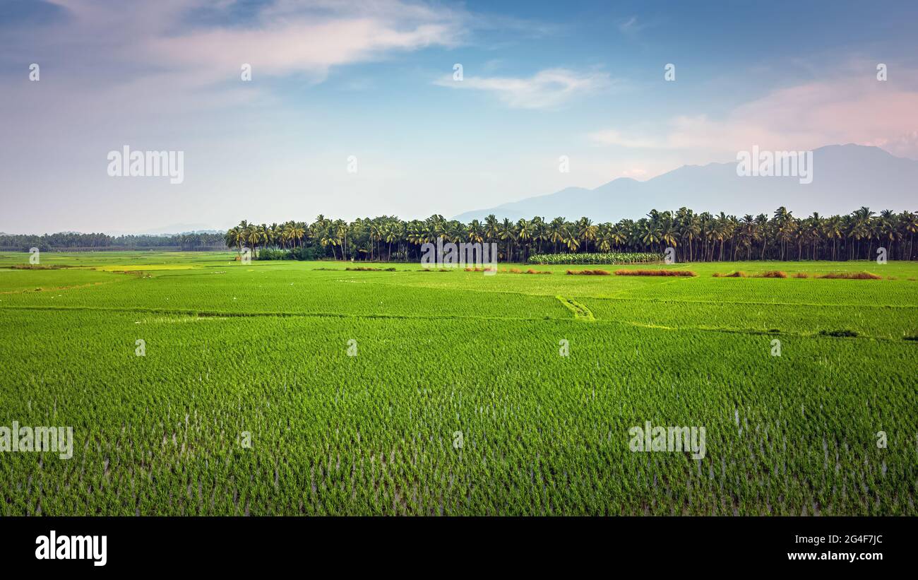 Beautiful landscape growing Paddy rice field with mountain and blue sky ...