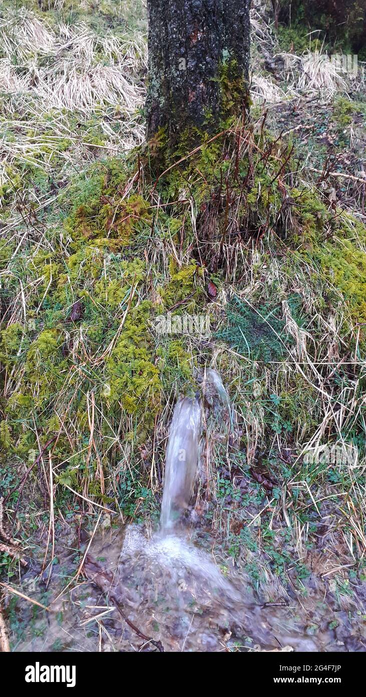 A tree with water spouting from the ground during torrentail rain on ...
