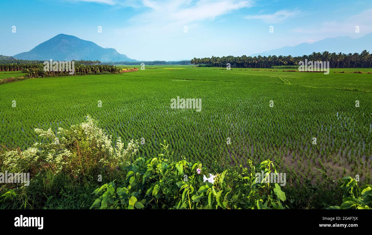 Beautiful landscape growing Paddy rice field with mountain and blue sky ...