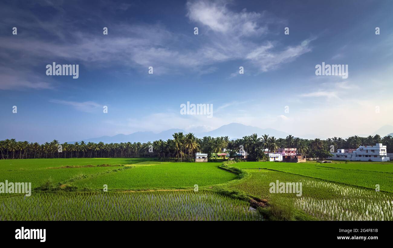 Beautiful landscape growing Paddy rice field with mountain and blue sky ...