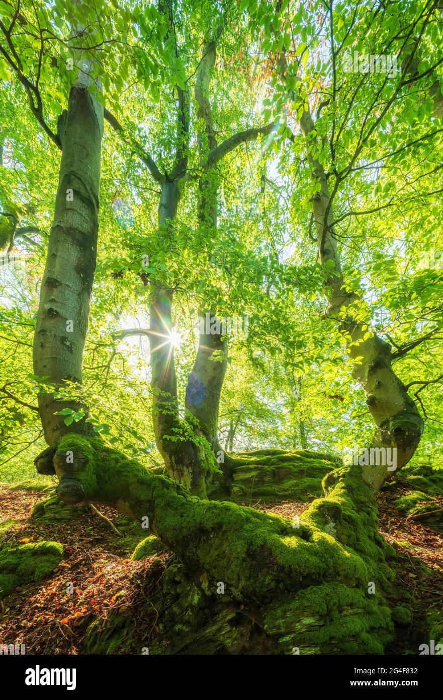 Sunny beech forest in spring, gnarled old beech trees covered with moss, Kellerwald-Edersee ...