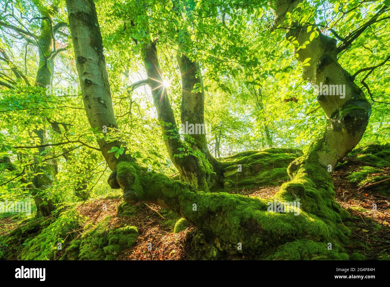 Sunny beech forest in spring, gnarled old beech trees covered with moss, Kellerwald-Edersee ...