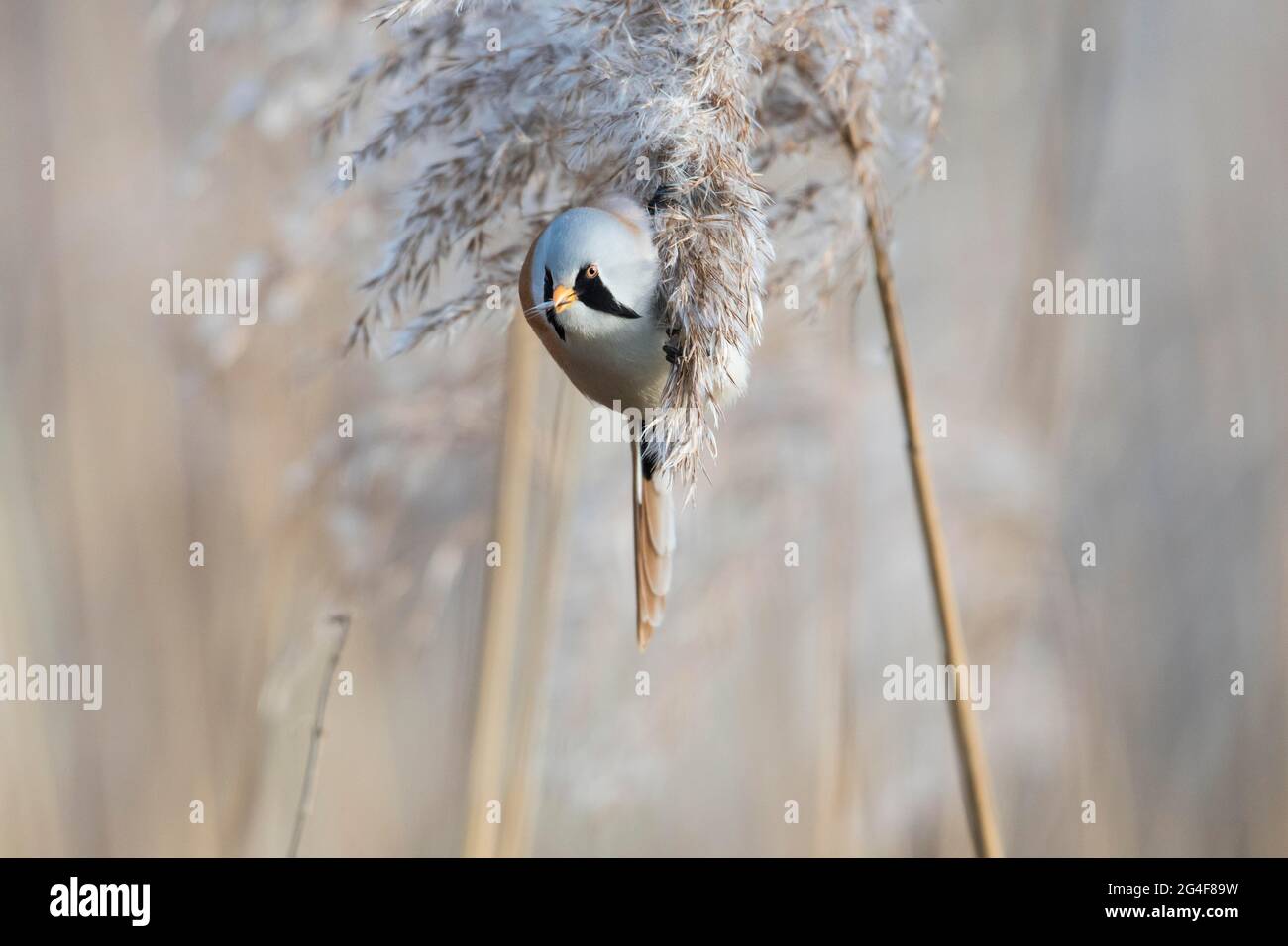 Bearded reedling (Panurus biarmicus), male foraging in reeds ...