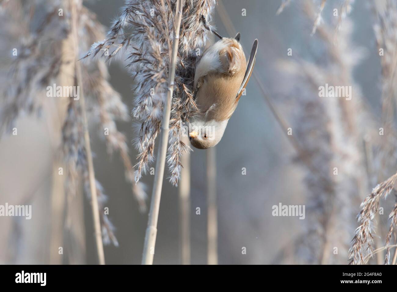 Bearded reedling female hi-res stock photography and images - Alamy