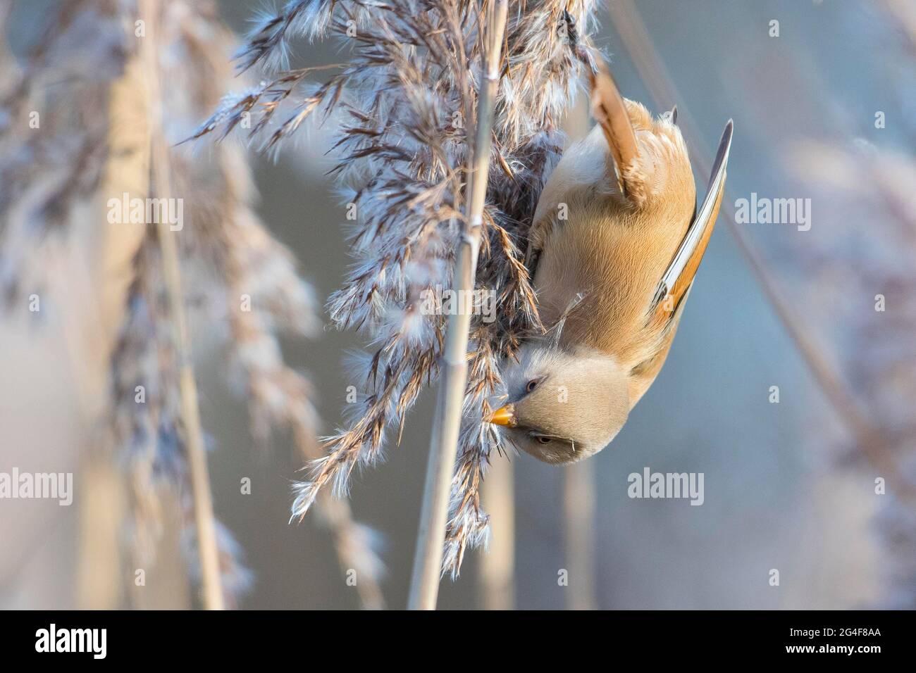 Bearded reedling (Panurus biarmicus), female foraging in reeds ...