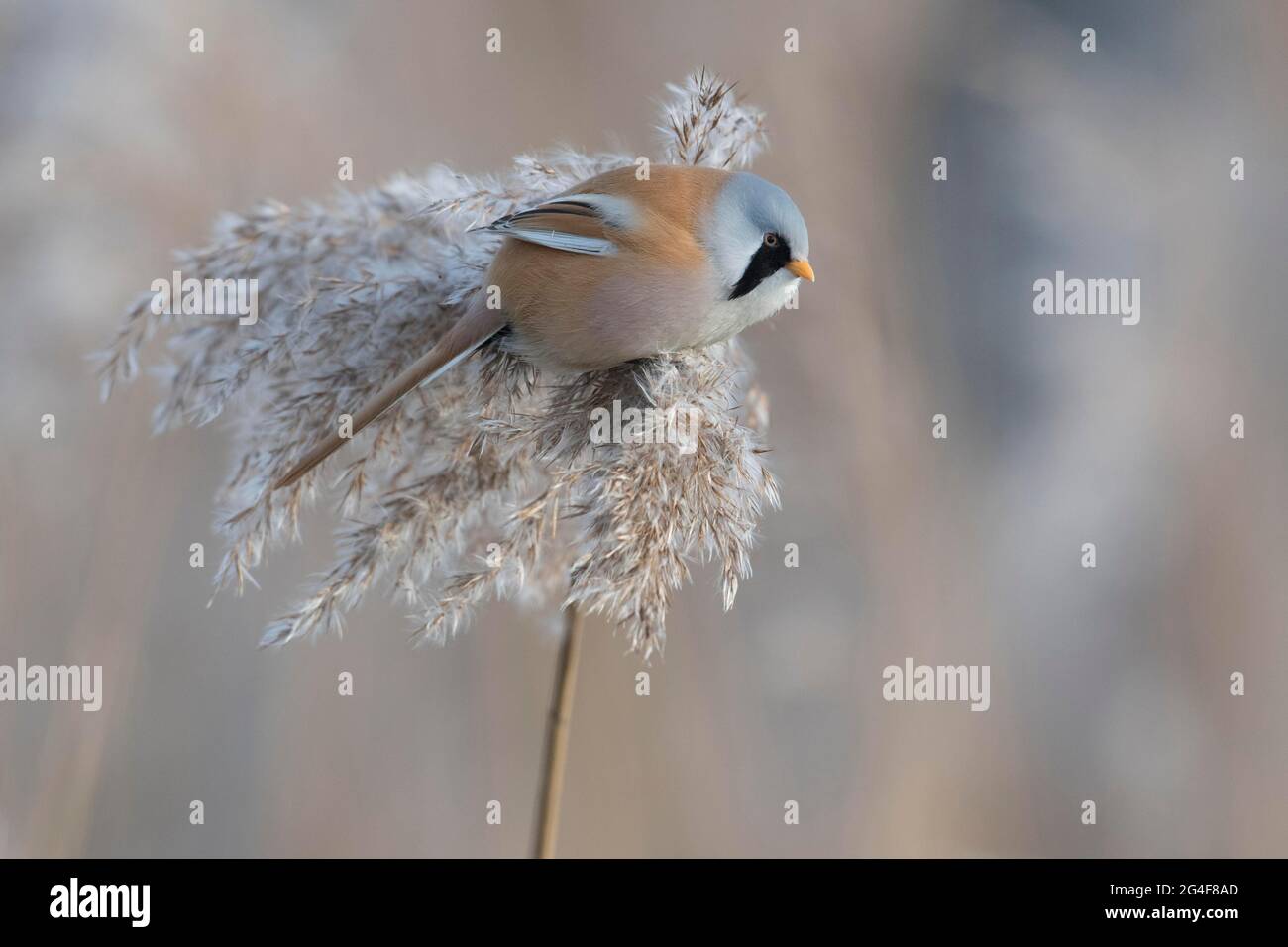 Bearded reedling (Panurus biarmicus), male foraging in reeds ...