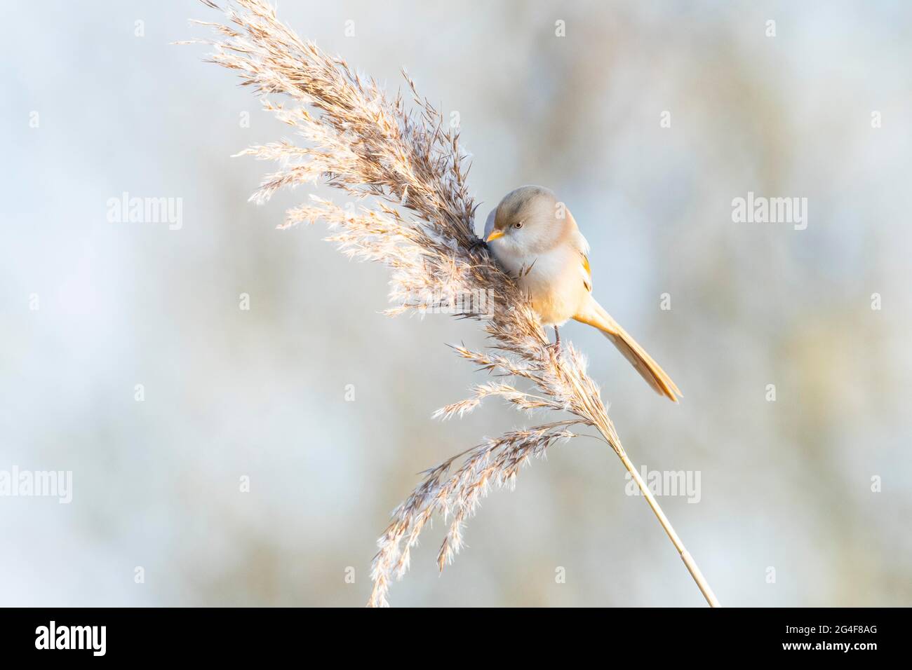 Bearded reedling female hi-res stock photography and images - Alamy