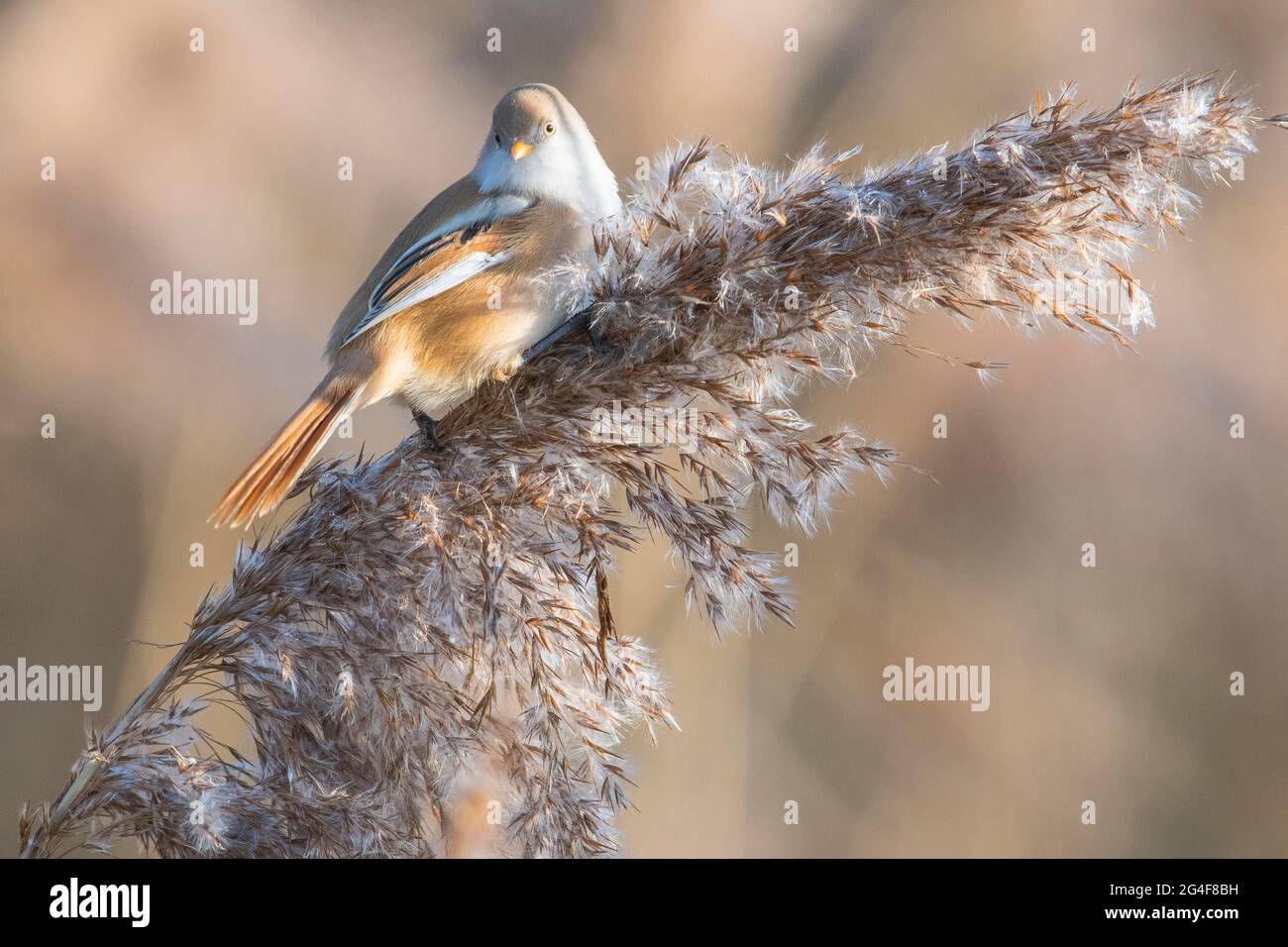 Bearded reedling (Panurus biarmicus), female foraging in reeds ...