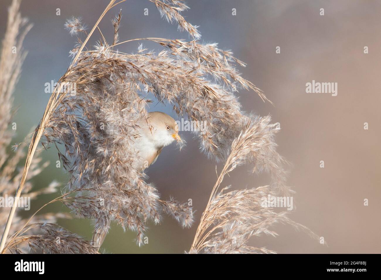 Bearded reedling female hi-res stock photography and images - Alamy