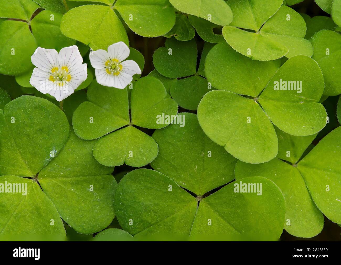 Oxalis acetosella l hi-res stock photography and images - Alamy