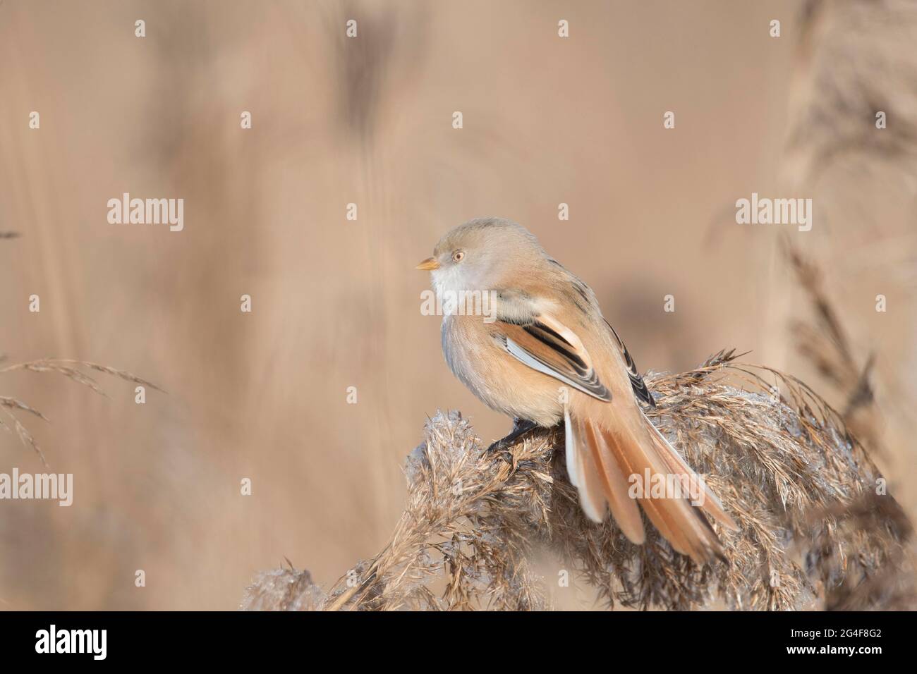 Bearded reedling (Panurus biarmicus), female climbing in reeds ...