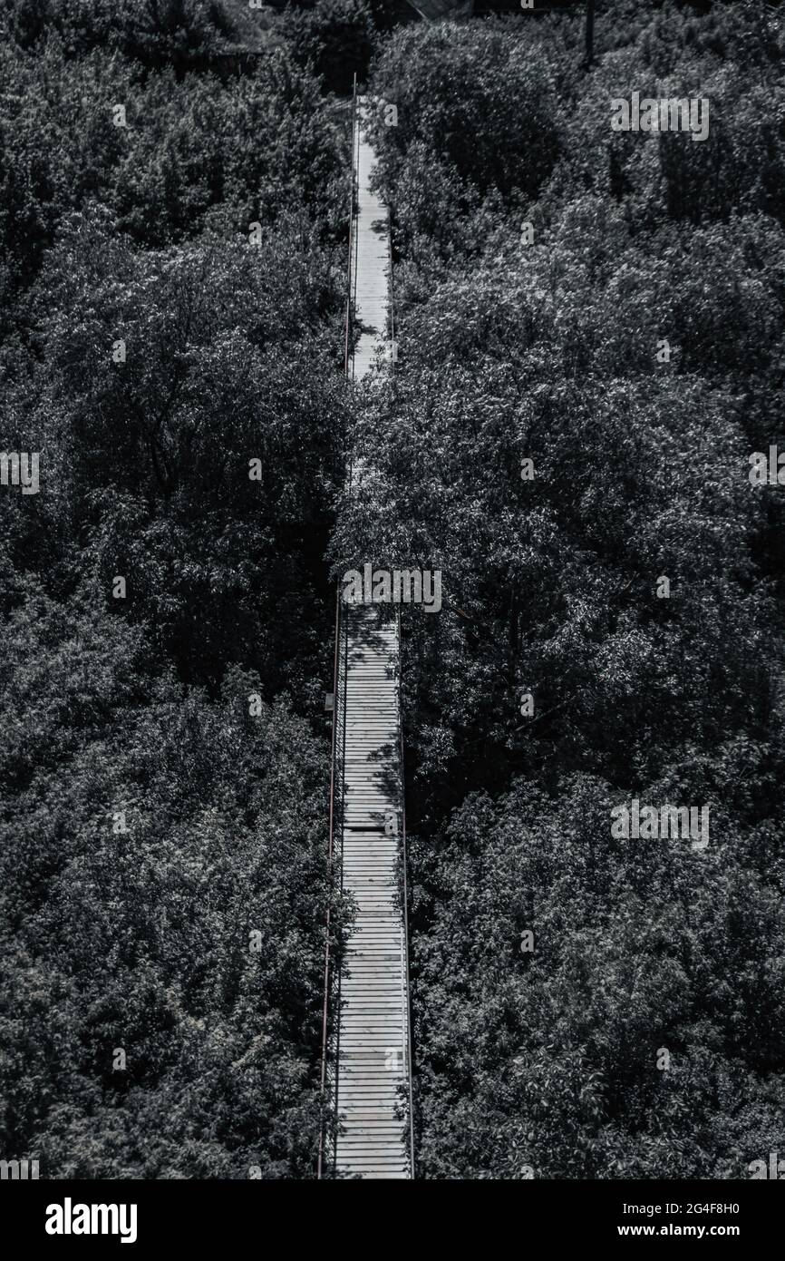 black and white photography top view of trees and bridge Stock Photo ...
