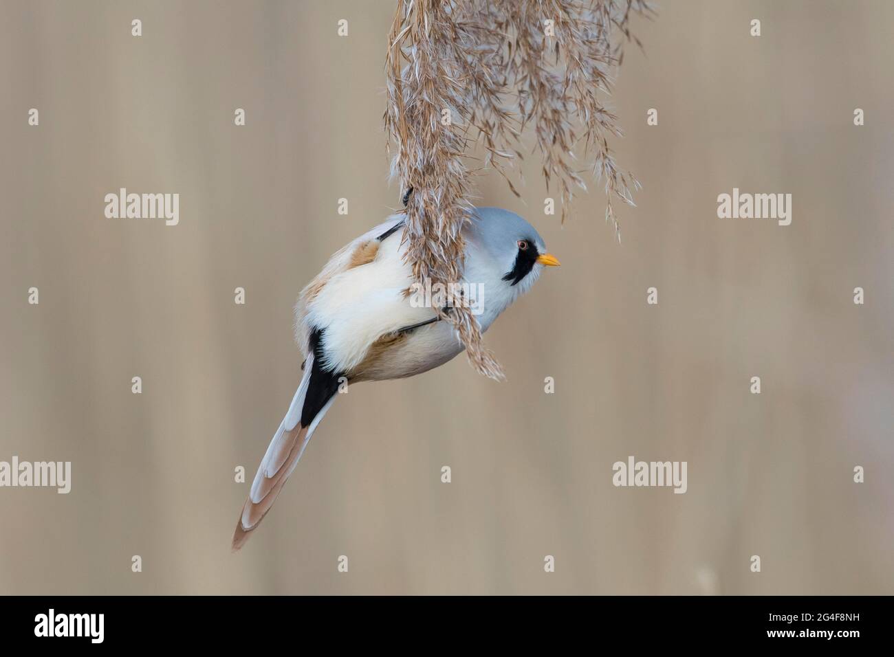 Bearded reedling (Panurus biarmicus), male foraging in reeds ...