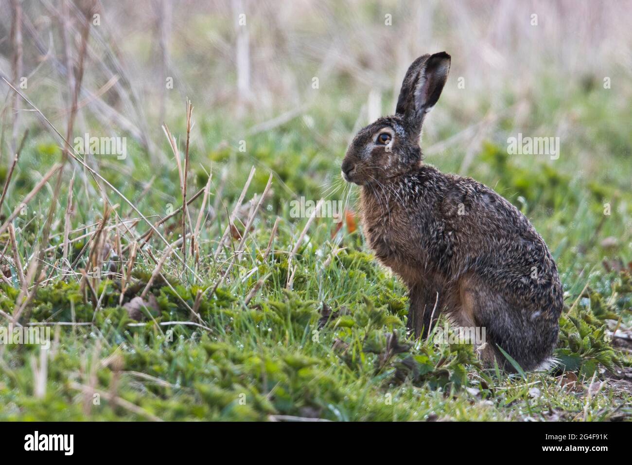 European hare (Lepus europaeus), Emsland, Lower Saxony, Germany Stock ...