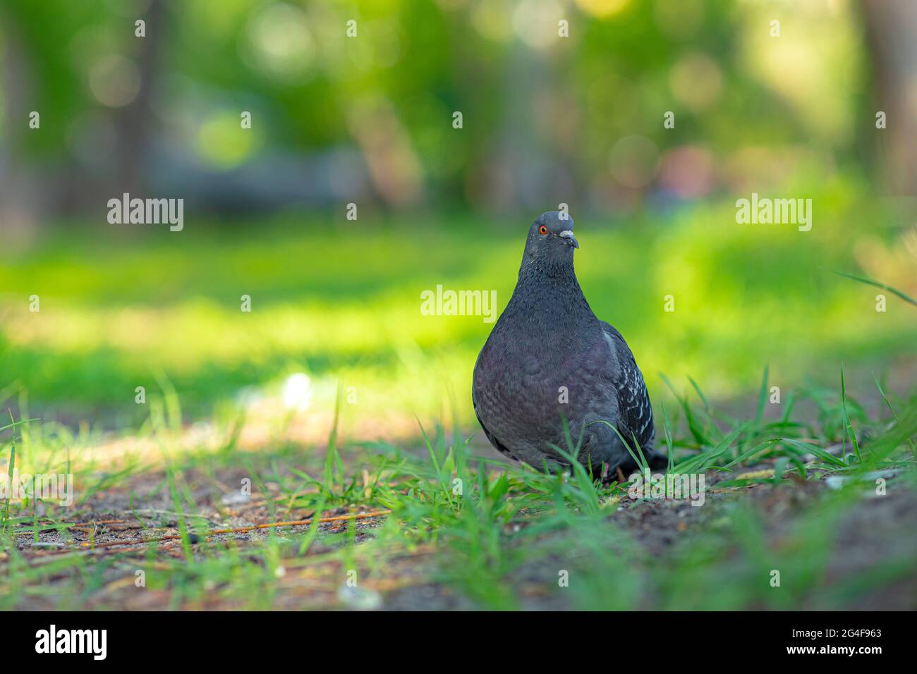 A very big bird sitting on grass Stock Photo - Alamy