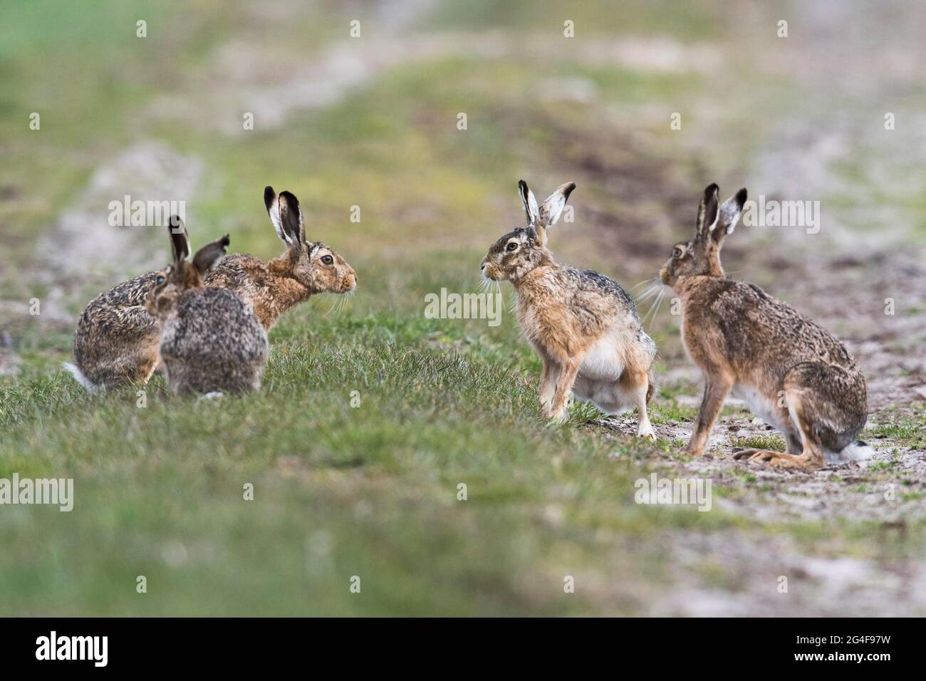 European hares (Lepus europaeus), Emsland, Lower Saxony, Germany Stock ...