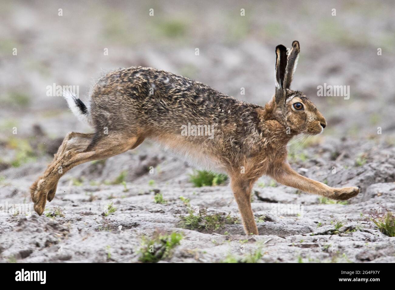 European hare (Lepus europaeus), Emsland, Lower Saxony, Germany Stock ...