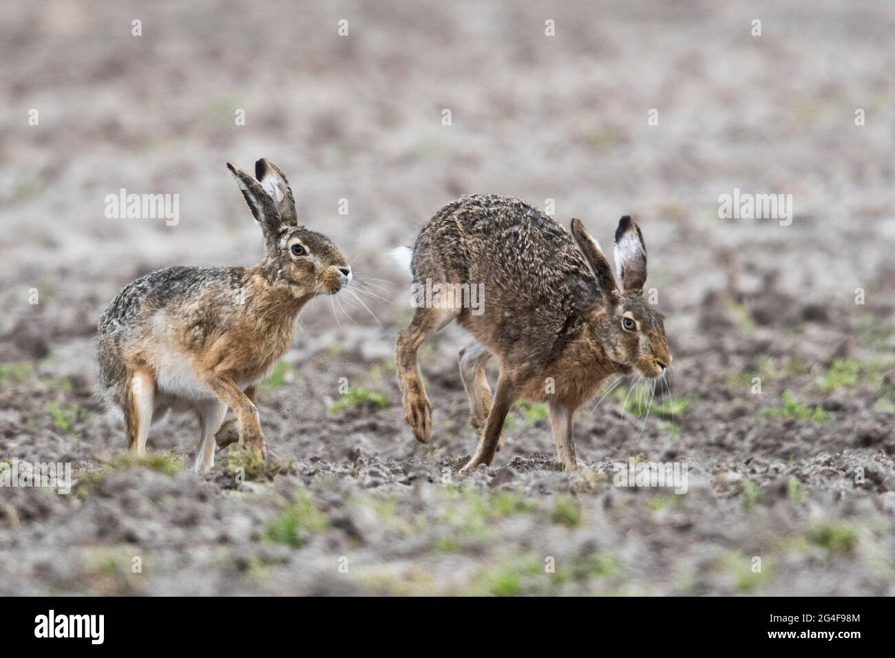 European hares (Lepus europaeus), chase, Emsland, Lower Saxony, Germany ...