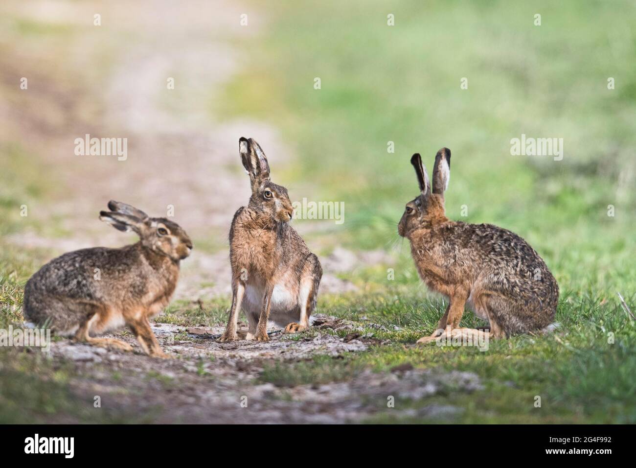 European hares (Lepus europaeus), Emsland, Lower Saxony, Germany Stock ...