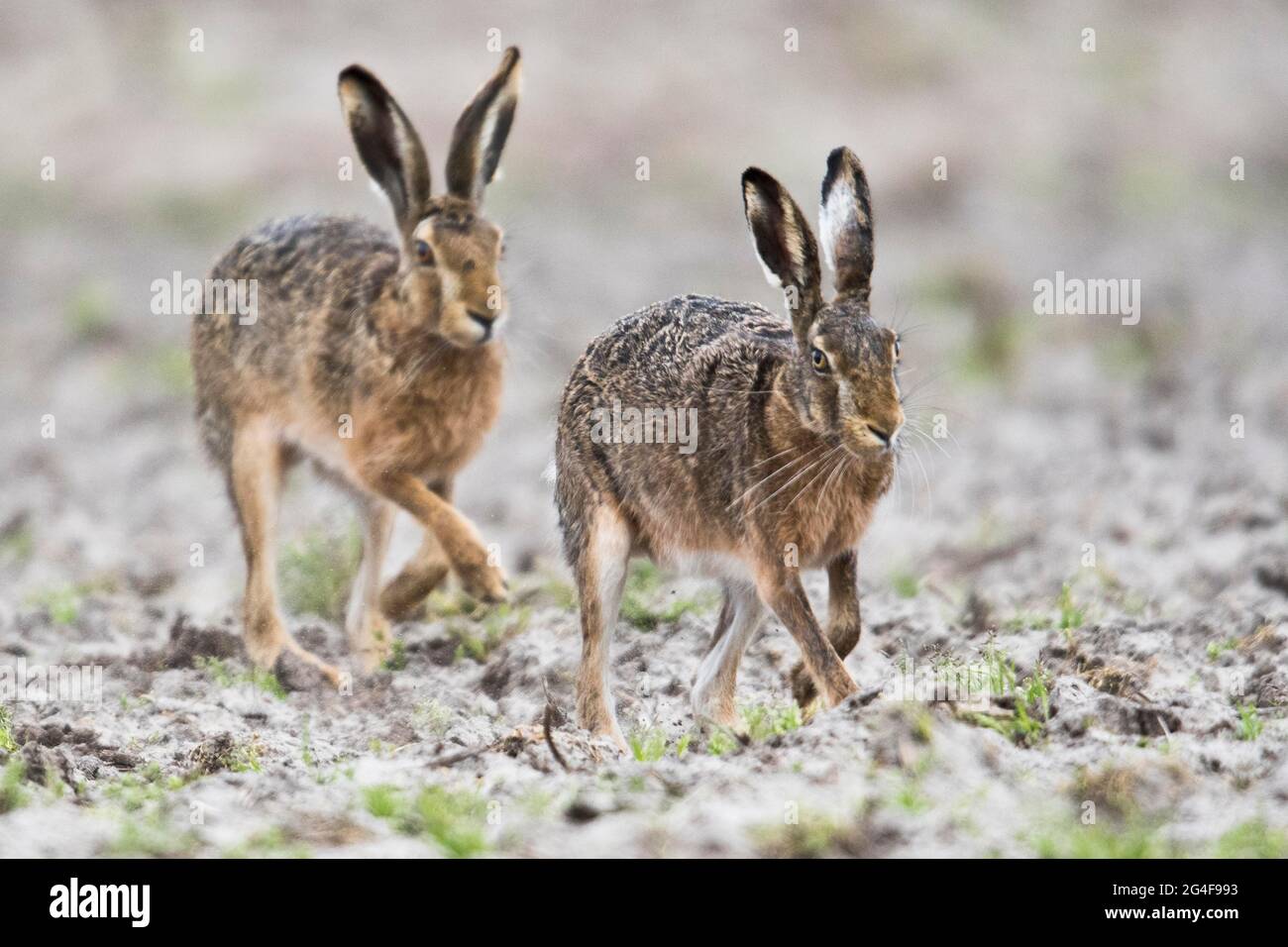 European hares (Lepus europaeus), Emsland, Lower Saxony, Germany Stock ...