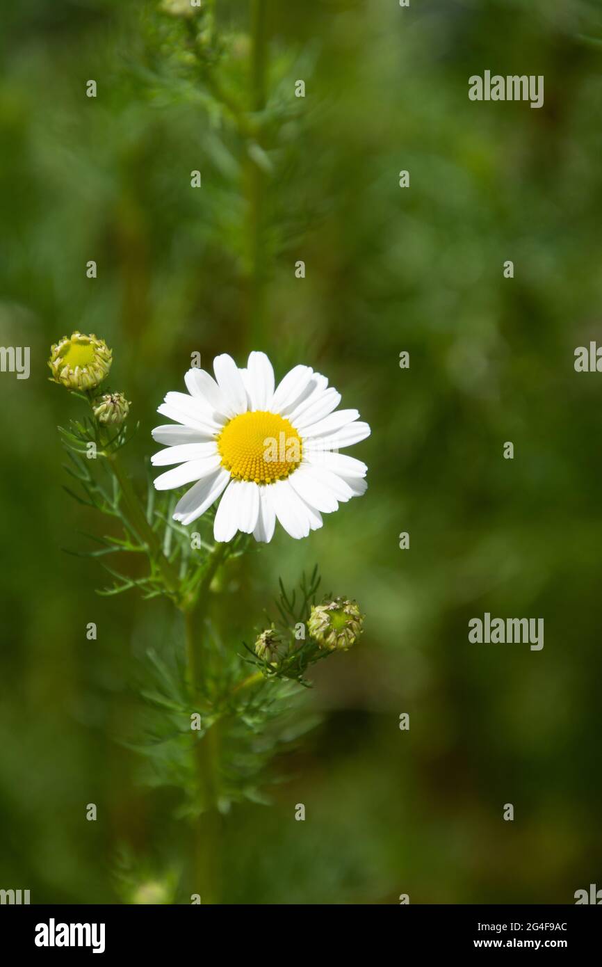 scented mayweed with small flowers and new buds in front of blurry ...