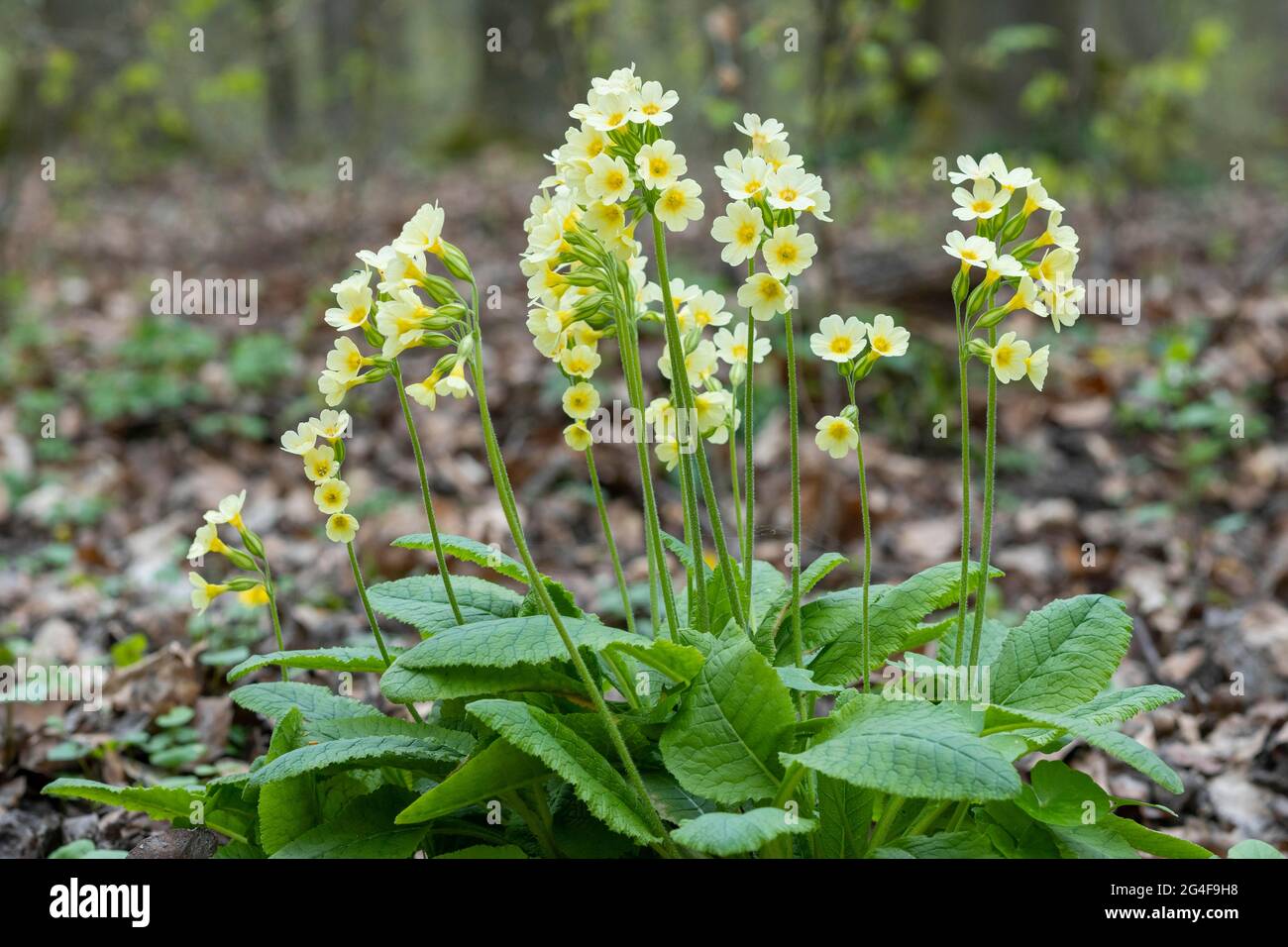 True oxlip (Primula elatior), flowering, Hainich National Park ...