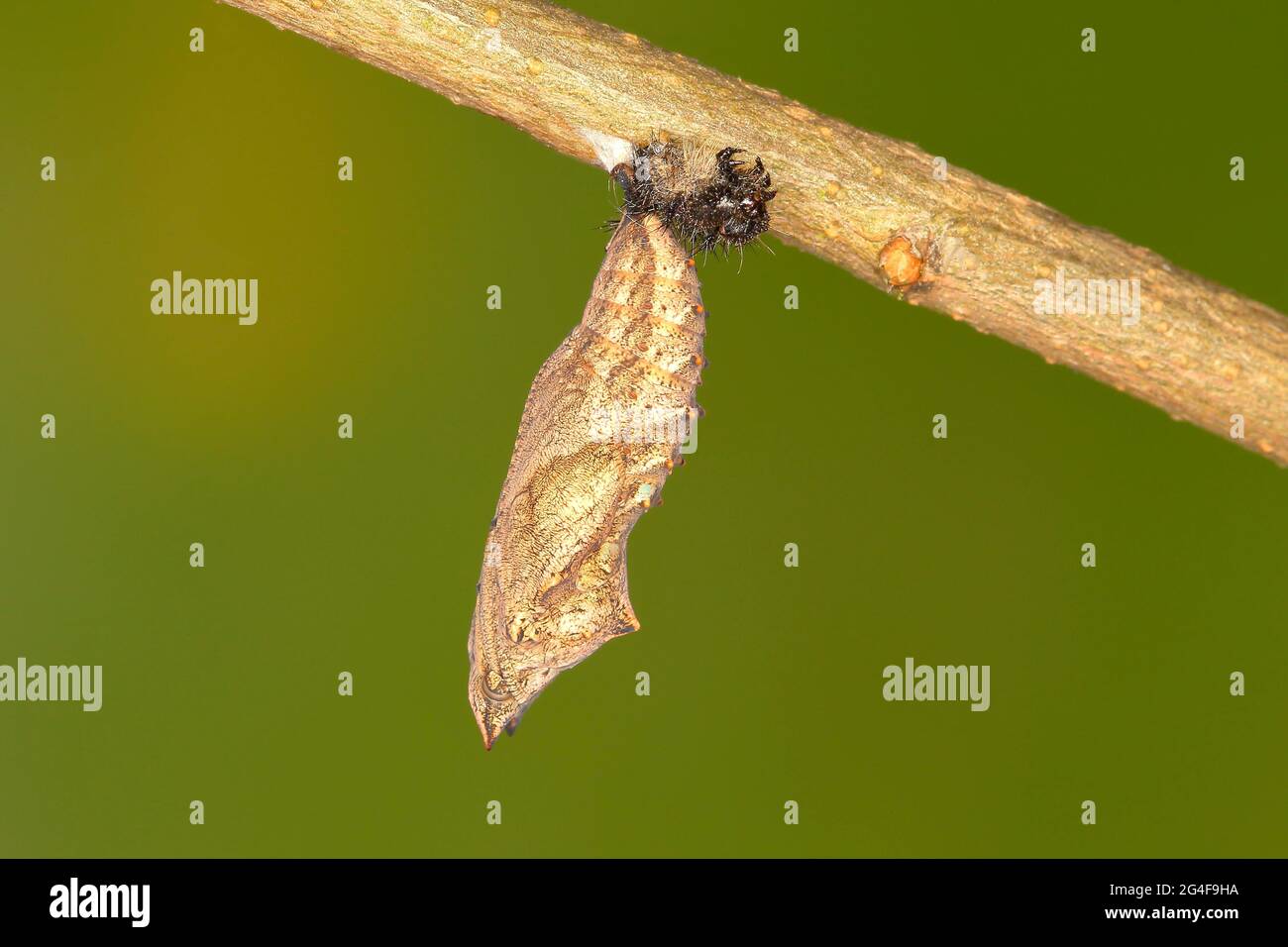 Caterpillar, peacock butterfly (Inachis io) pupa hanging upside down on ...