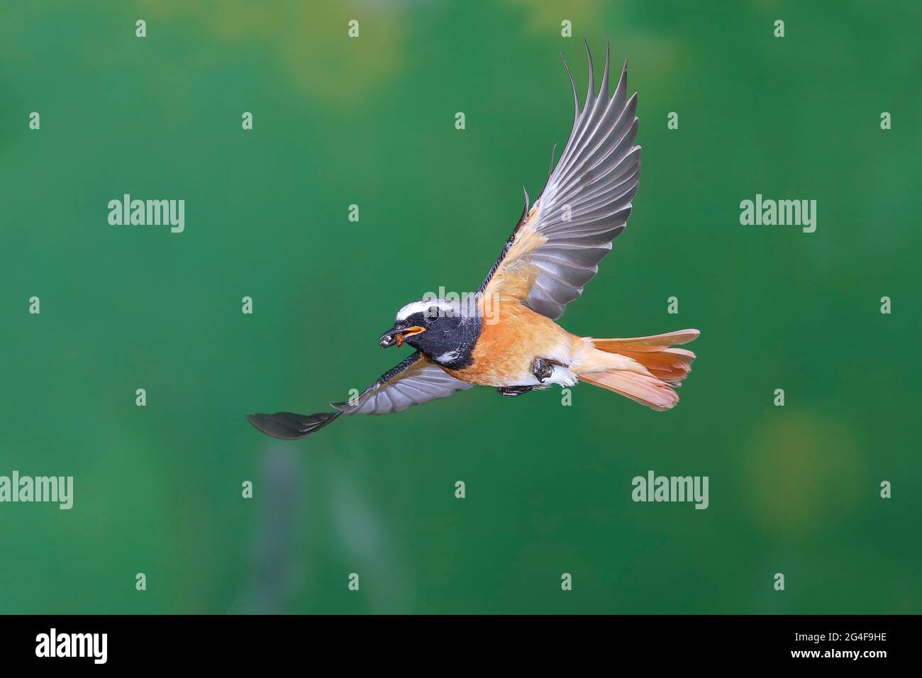 Common redstart (Phoenicurus phoenicurus) male with food in flight ...