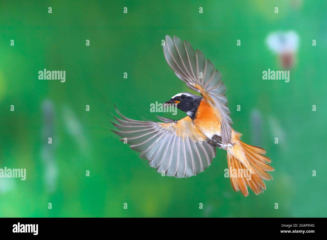 Common redstart (Phoenicurus phoenicurus) male with food in flight ...